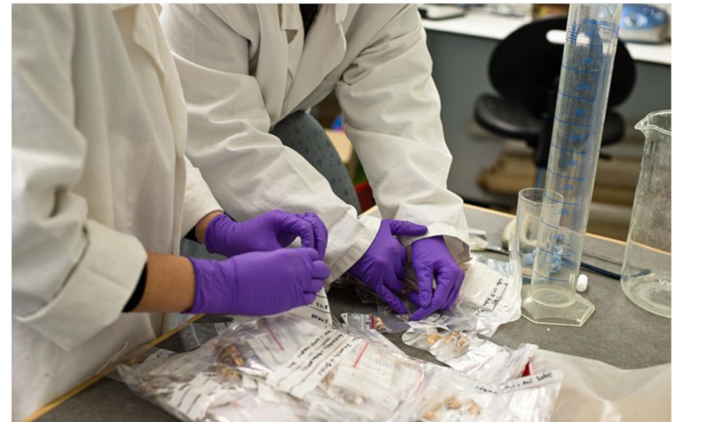 Research Staff | School of Archaeology