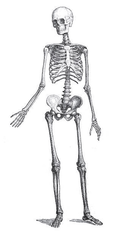 Bioarchaeology | School of Archaeology