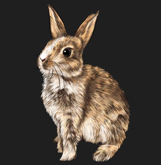 Rabbits & ecology- archaeologically speaking | School of Archaeology